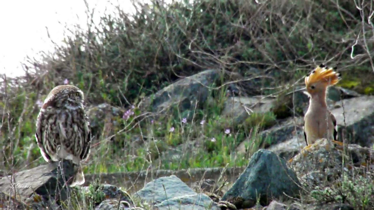 PASARI DIN ROMANIA: PUPAZA, Upupa epops