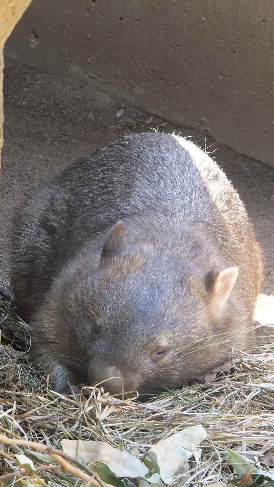 Justina-Overseas: Taronga Zoologijos Sodas Sidnėjus