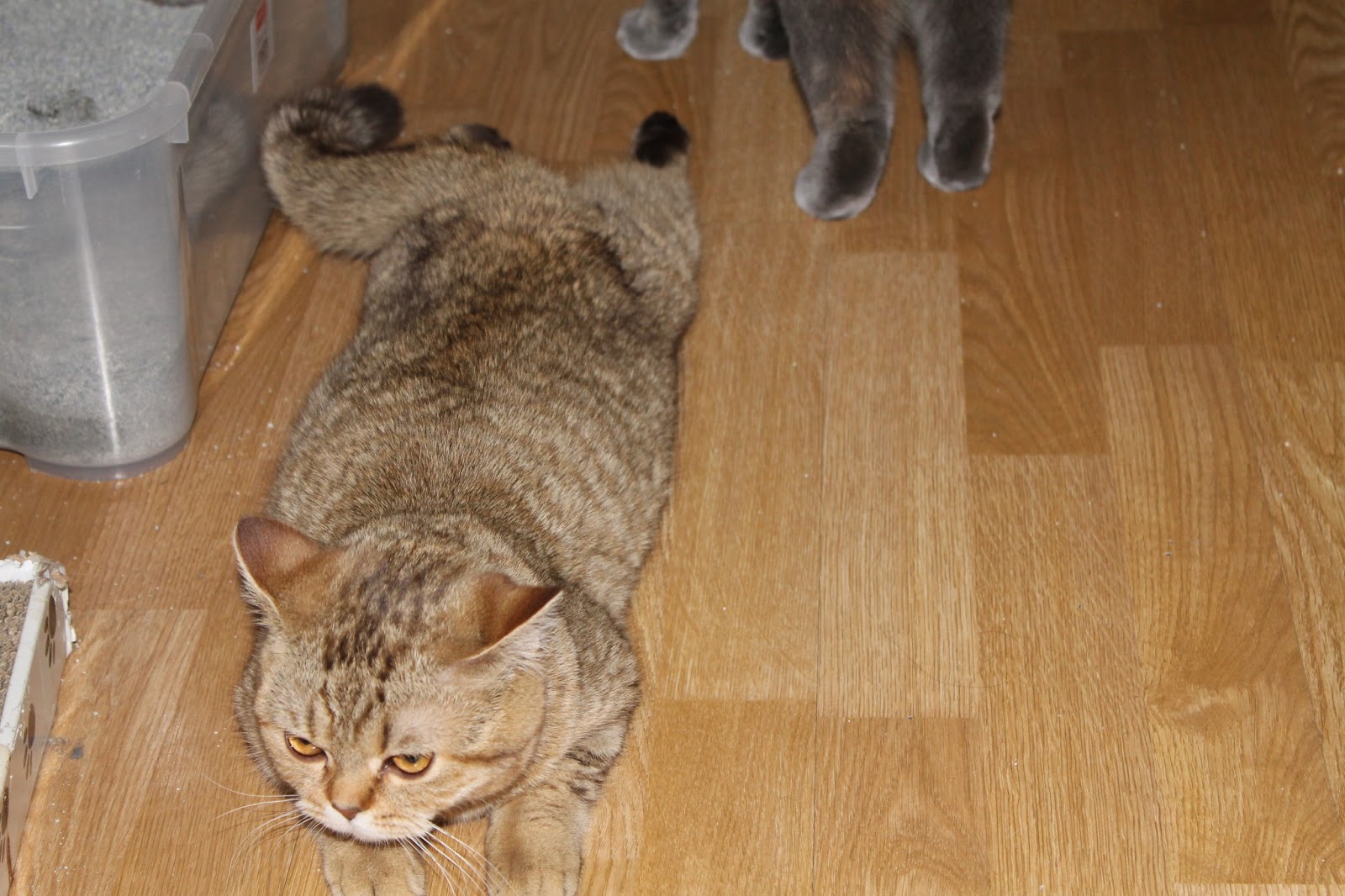 LizPaws: Platt katt och min nya klänning