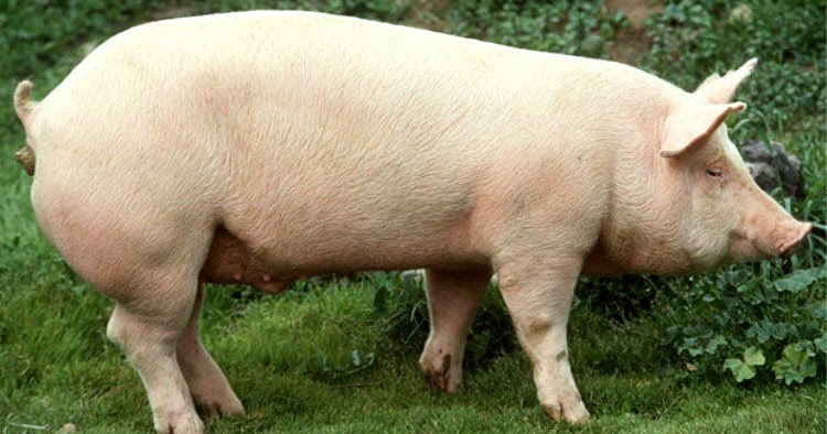 7 Curiosidades de los Cerdos