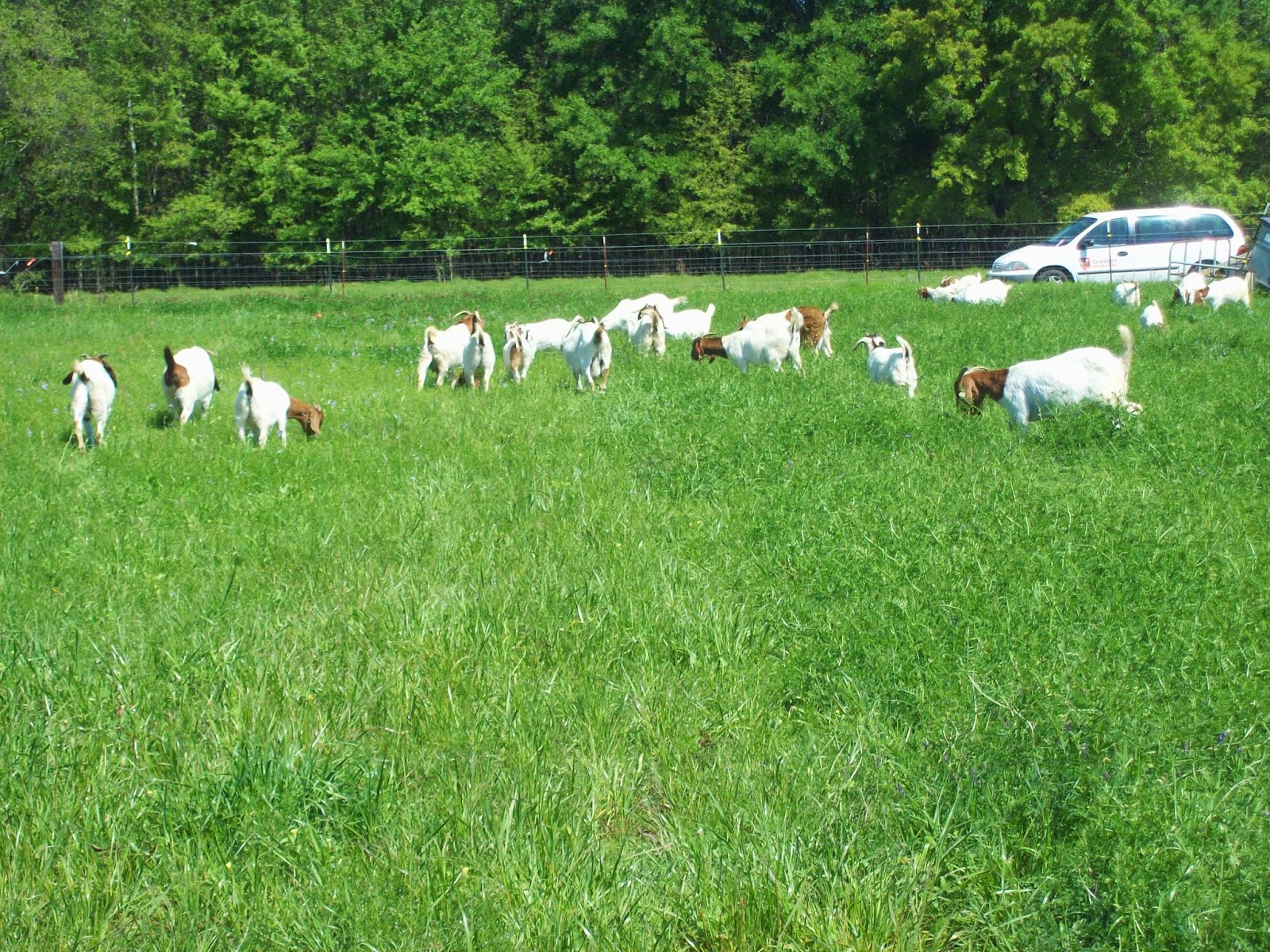 Livestock Communication: Training on Pasture Improvement and Grazing ...