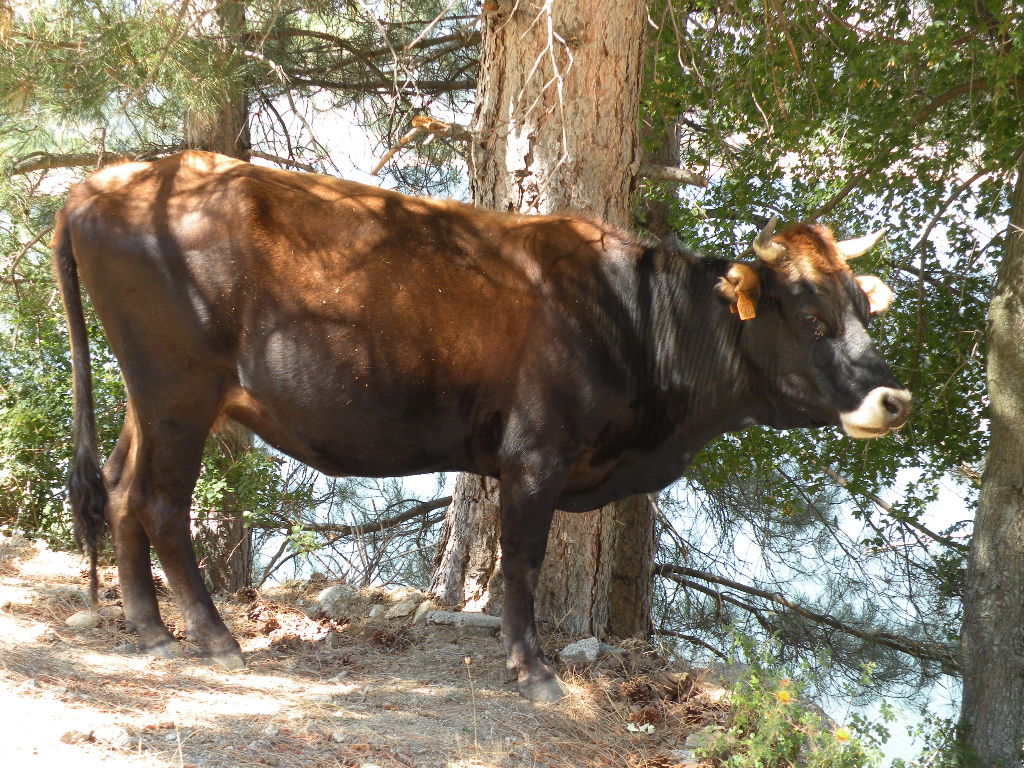 The Breeding-back Blog: Founding breeds of Heck cattle, once again