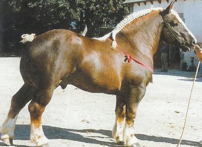 Trekezek - Le Cheval Breton: Le cheval de trait : La race bretonne