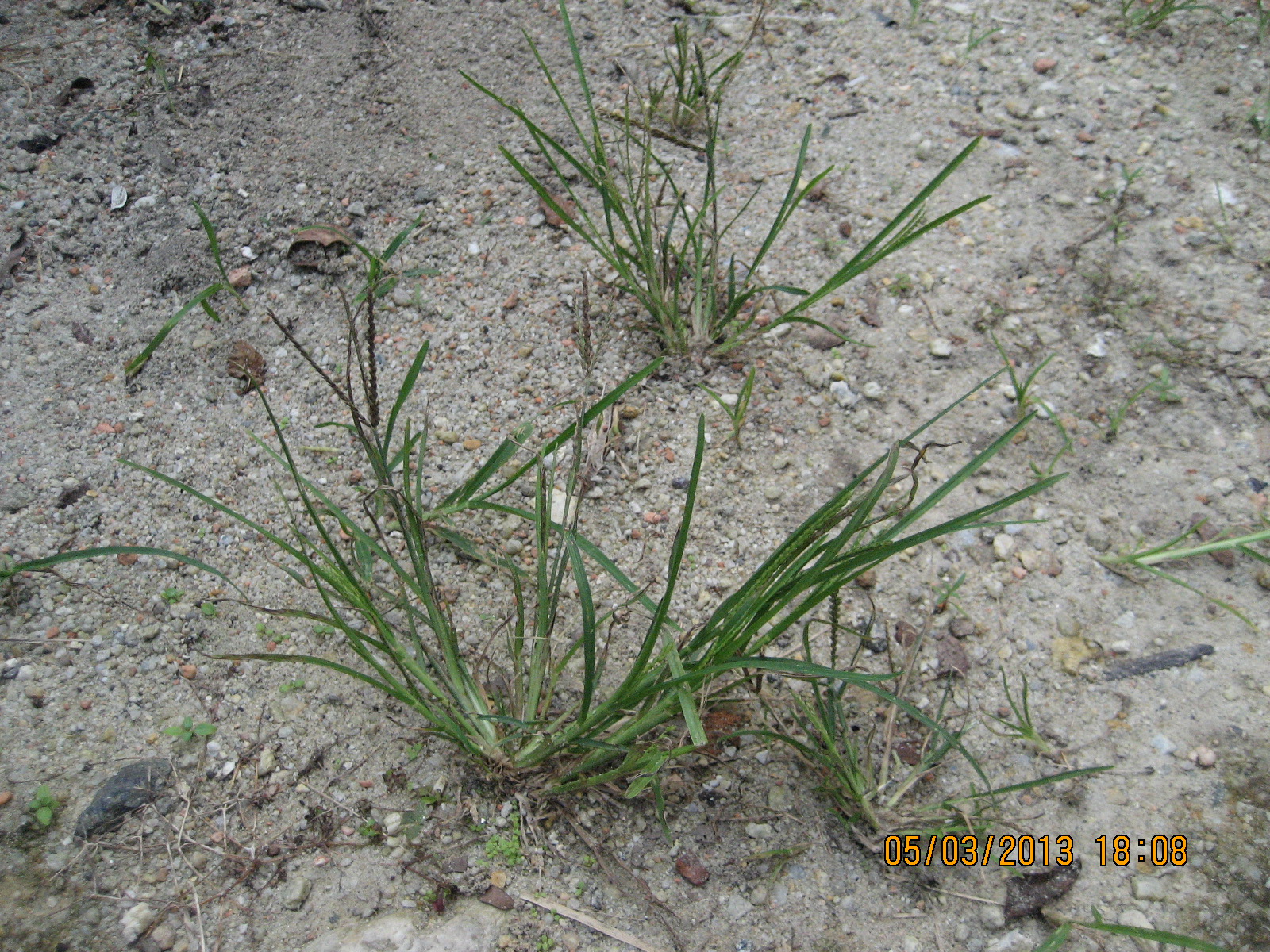 Rumput Sambau - Rawatan untuk kayap