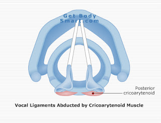 DanielPearson INDN2ndyear: Resarch on muscles of the vocal folds