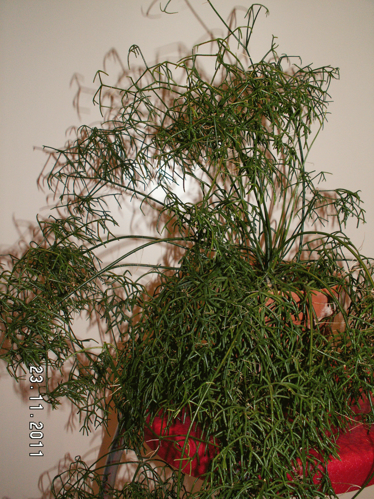 Kaktukset: Rhipsalis cereuscula