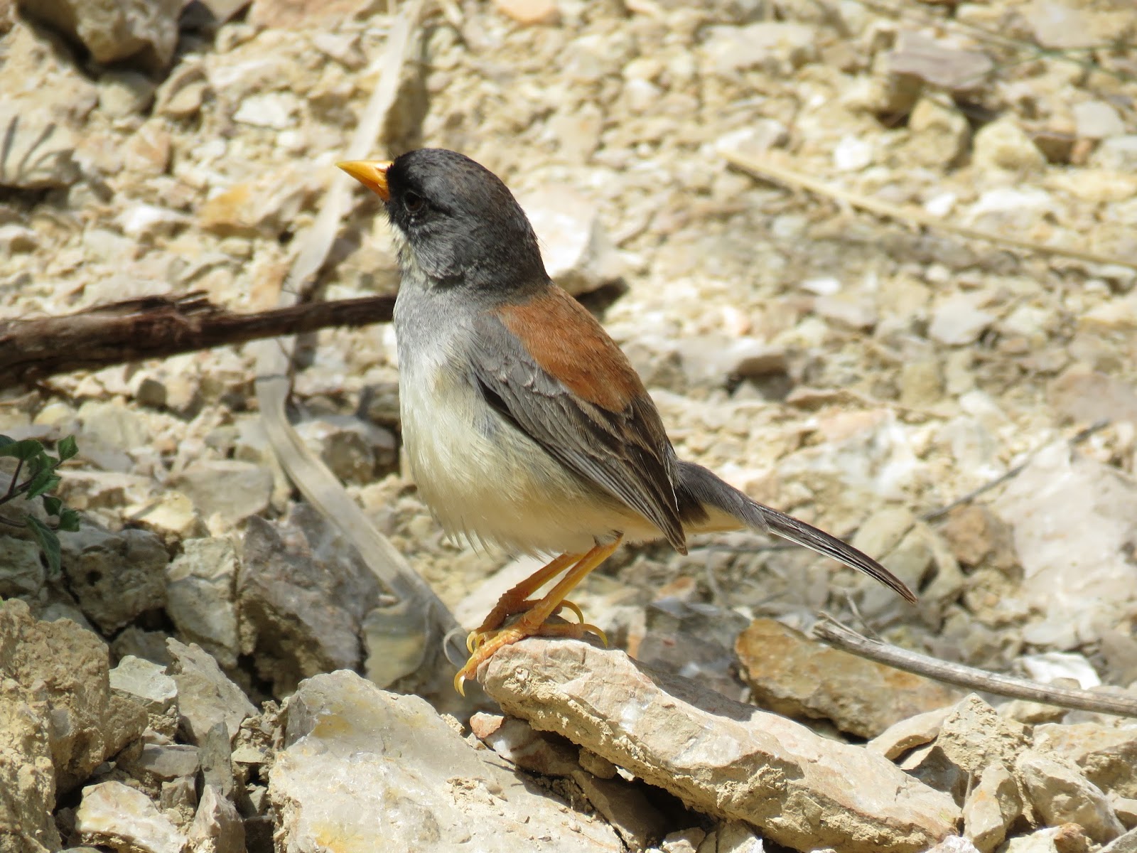 Aves de Cajamarca - Birds of Cajamarca - PERÚ: febrero 2017