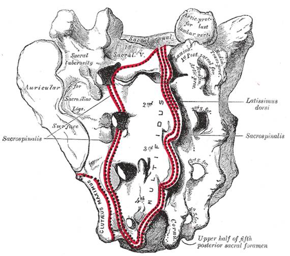 Valoración del movimiento y prescripción de ejercicio: EL SUBSISTEMA ...