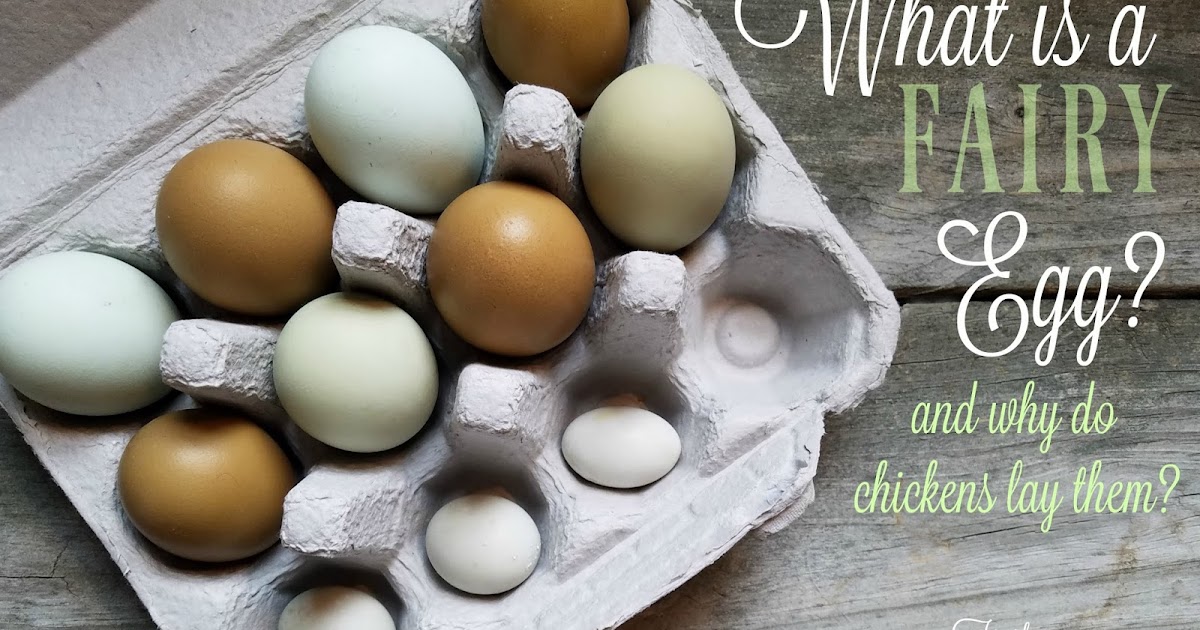 Haywood Cooking Blog: What is a Fairy Egg and Why Do Chickens Lay Them?