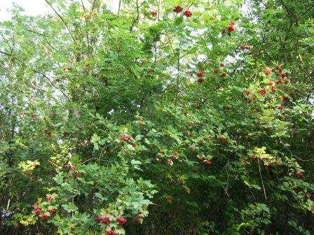 Viorne Obier et autres cueillettes - Nature et complicités