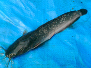 HOME: Cara Ternak lele