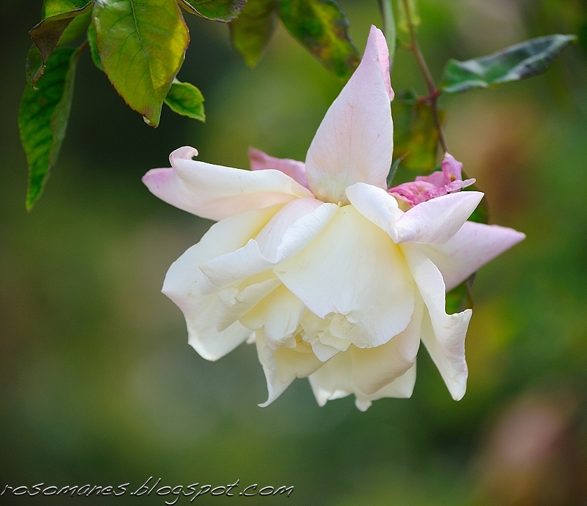 A Rose is a Rose...: Sunday Roses