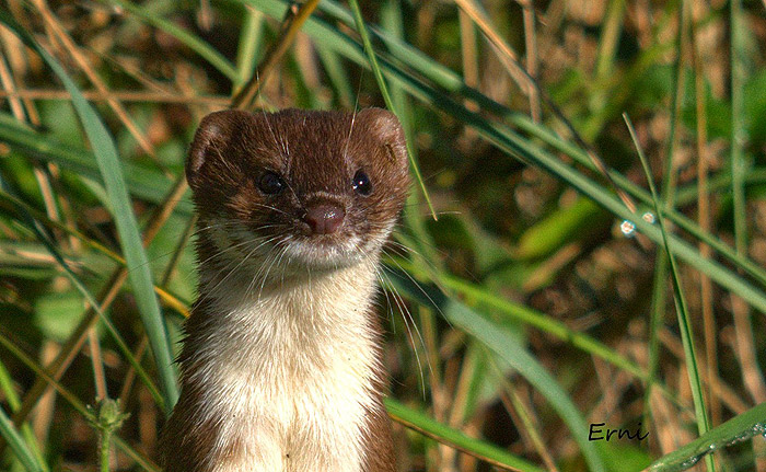 El Herrerillo: Comadreja (Mustela nivalis)