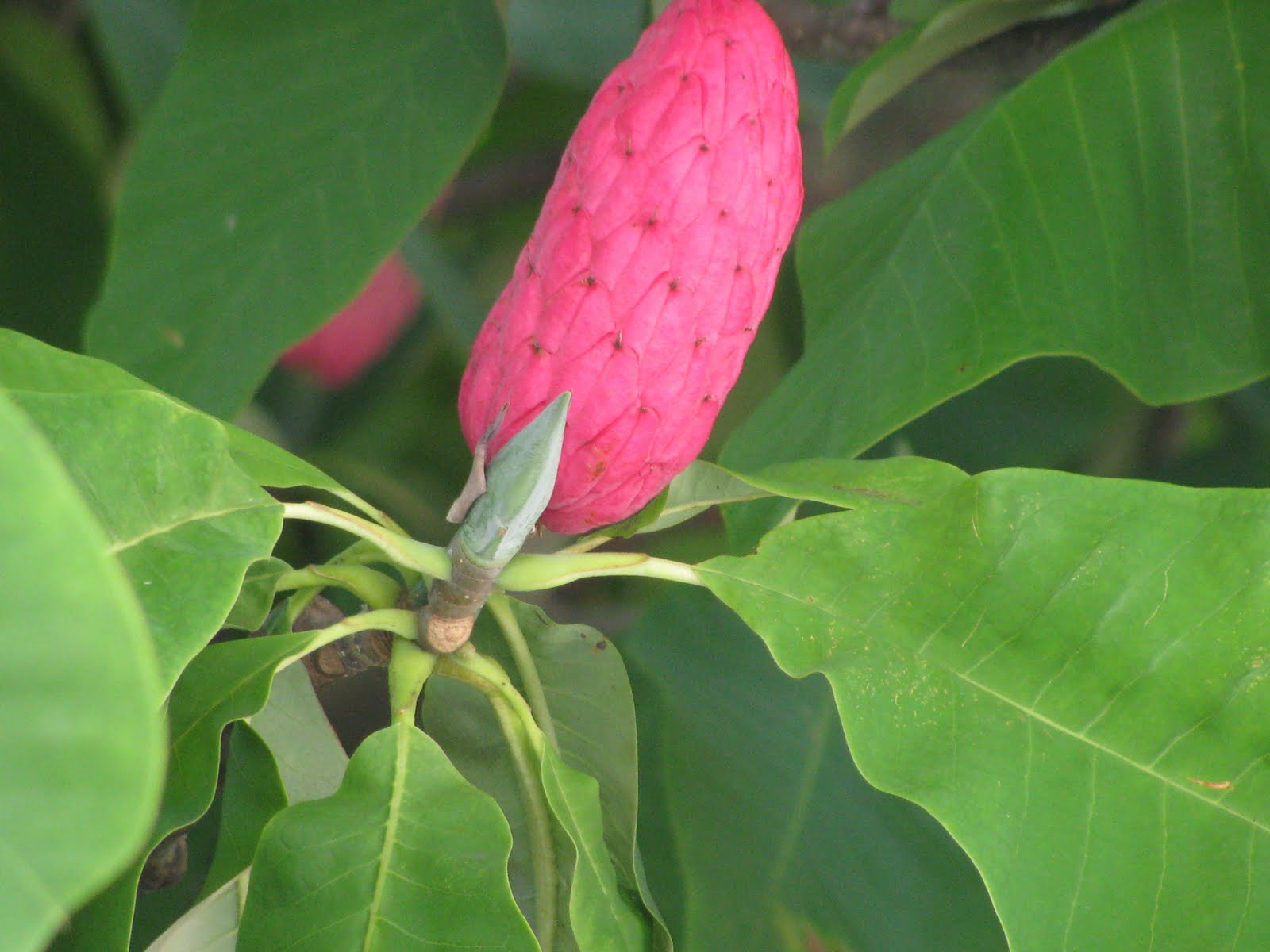 Beyond My Garden: Magnolia fraseri