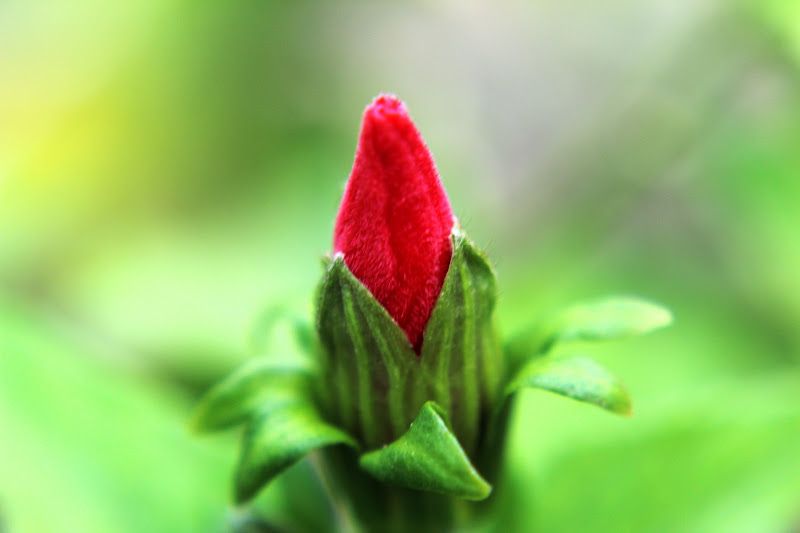 AROUND US: BUNGA RAYA KUNCUP