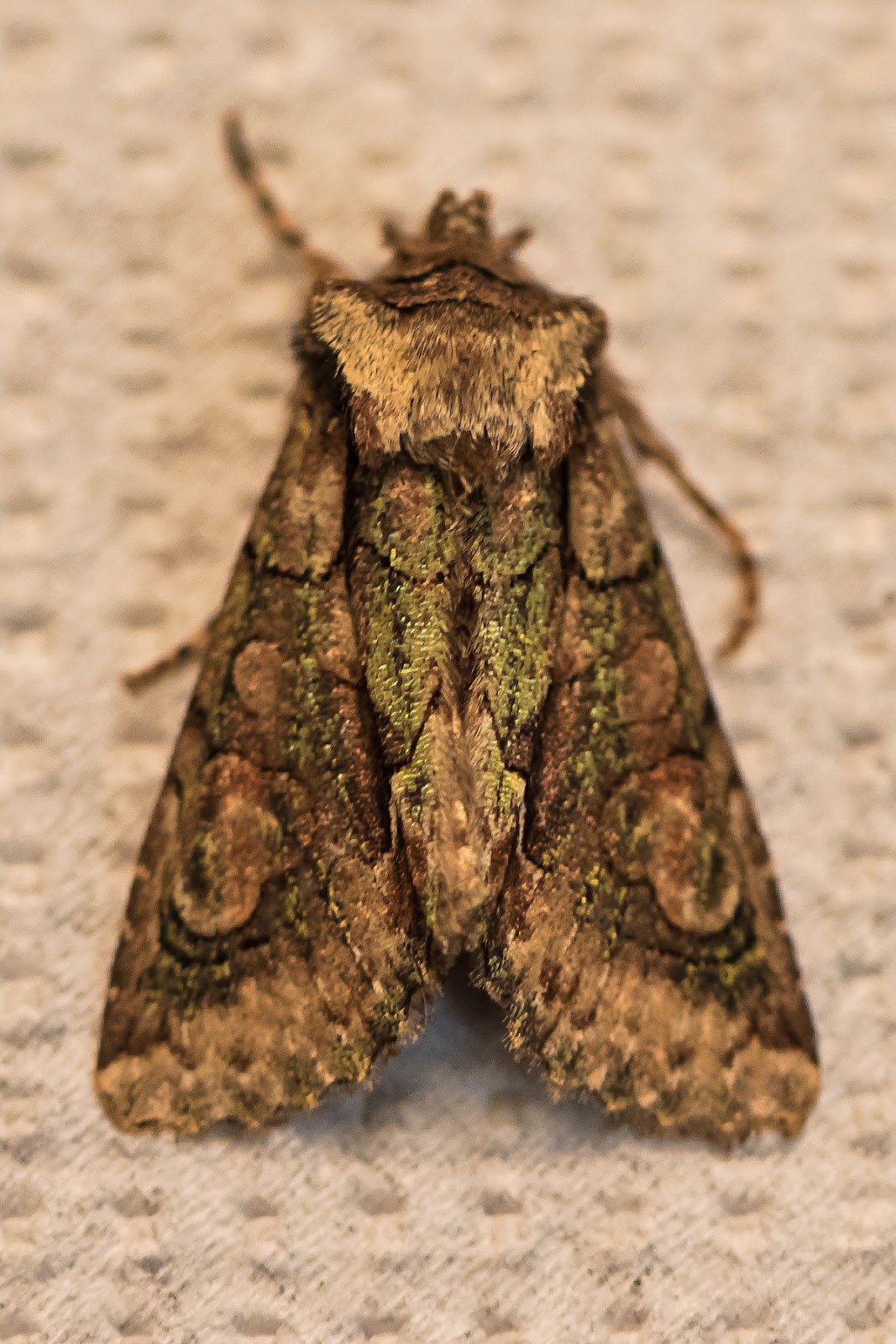 Butterflies, Dragonflies, Moths & other Insects: Green-brindled ...