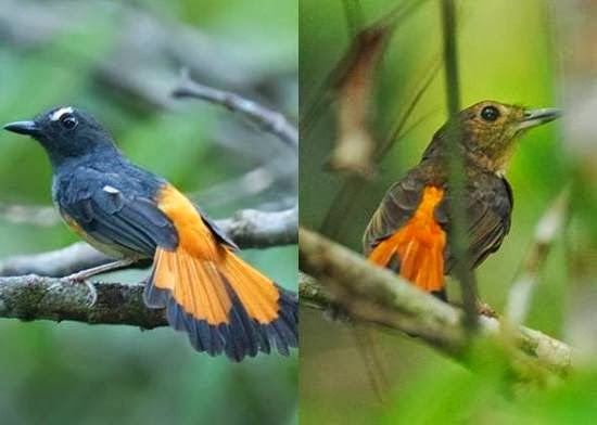 Burung. Ceumpala Kuneng''maskota Aceh.khas.(Daera Aceh indonesia ...
