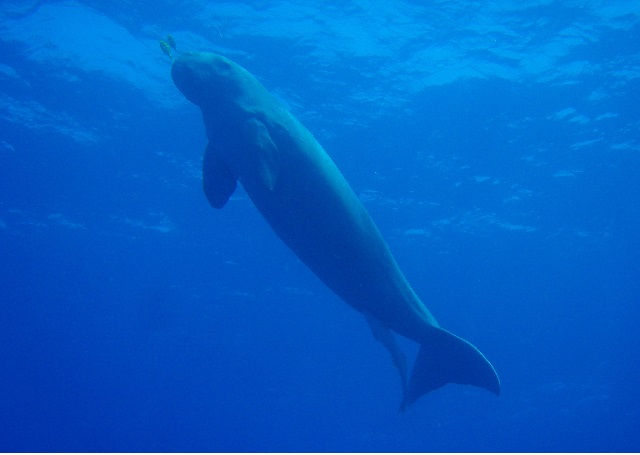 Gambar Ikan Duyung Cantik Hidup dan Jadi Kartun Terbesar