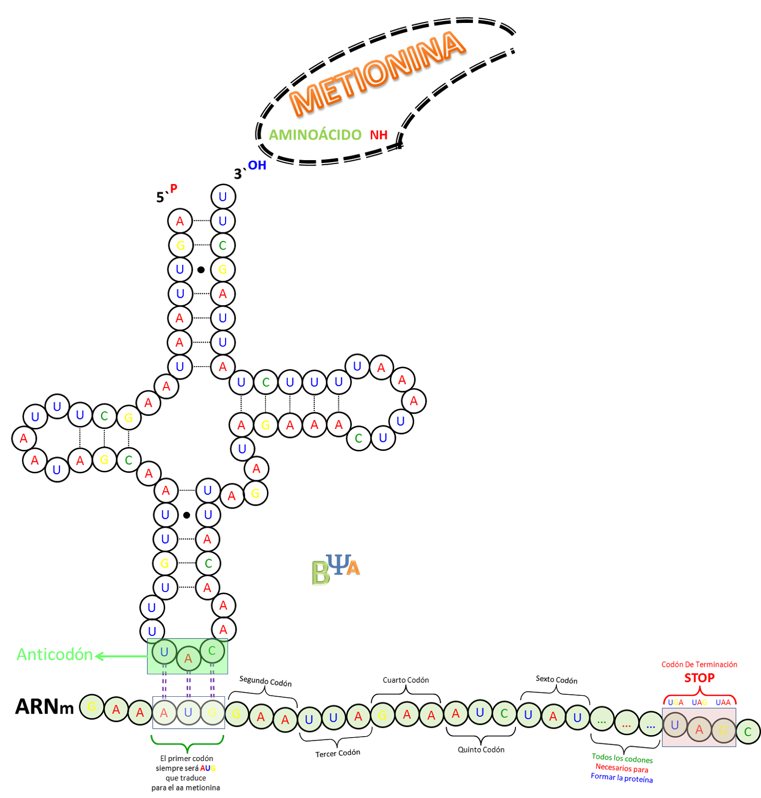 IDEAS PARA MI MUNDO: ARN de Transferencia