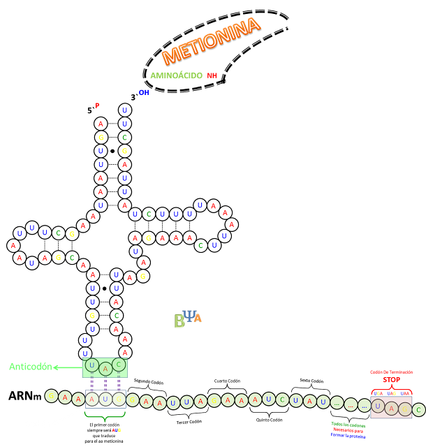 ARN de Transferencia | IDEAS PARA MI MUNDO
