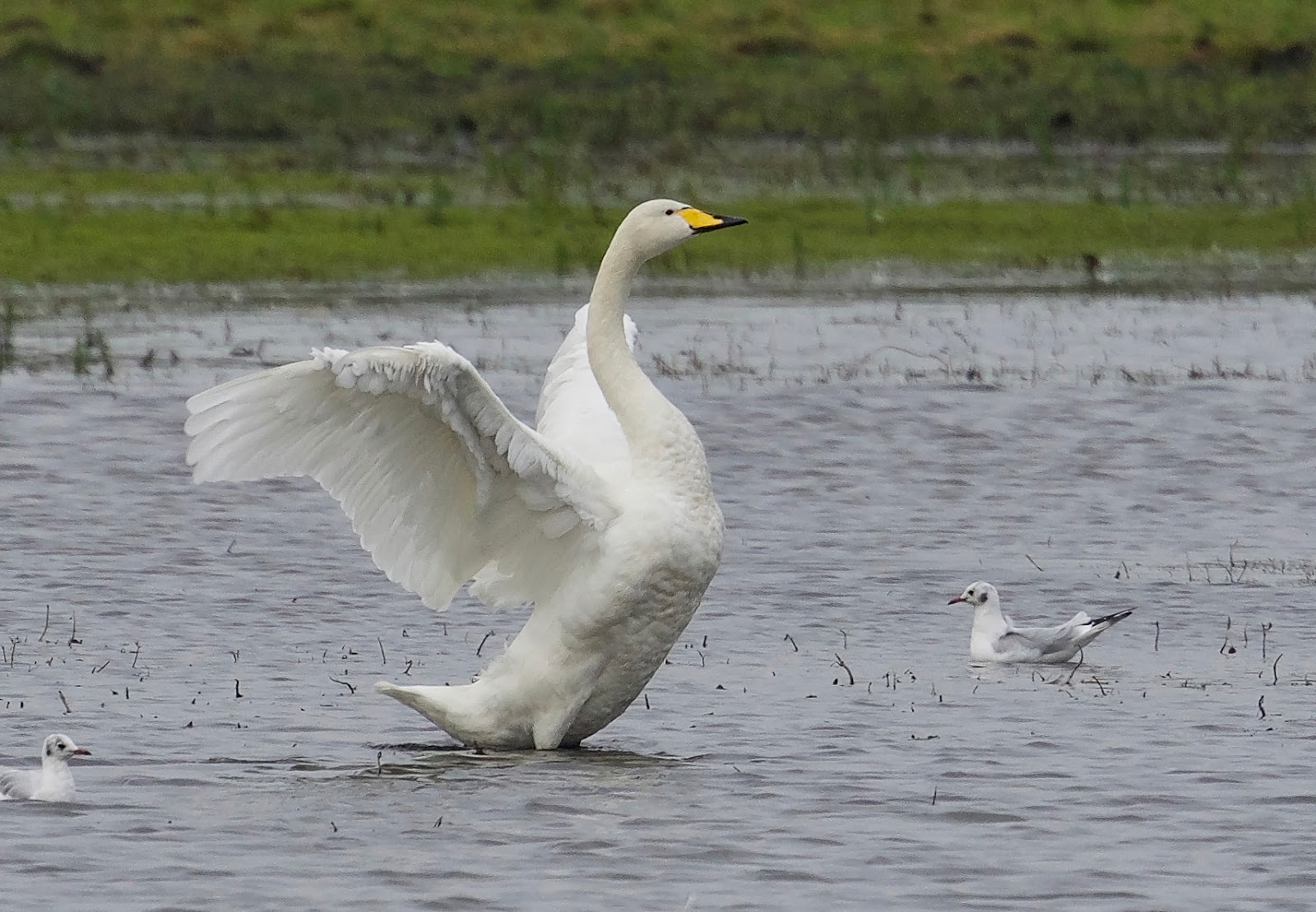 CAMBRIDGESHIRE BIRD CLUB GALLERY: Whooper Swan