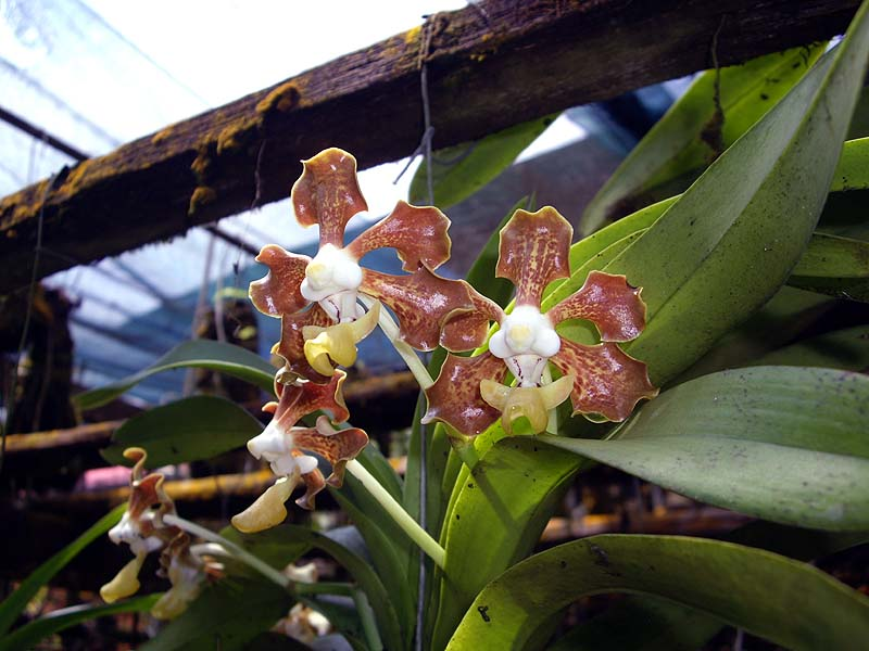 Beberapa Jenis Anggrek Langka Di Indonesia - ATH Aneka Tanaman Hias ...