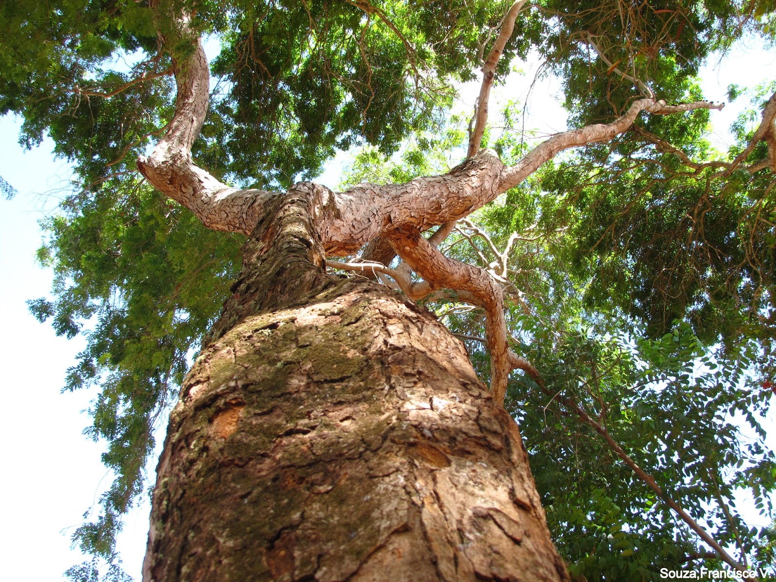 FAUNA E FLORA DO RN: Sucupira Bowdichia virgilioides Kunth