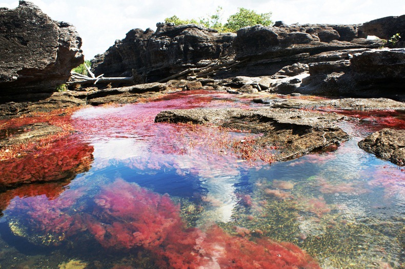 Aspundir: Cao Cristales a Beautiful Rainbow River of Paradise in Colombia