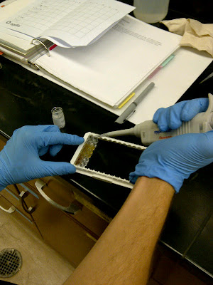 University of Illinois Plant Clinic: Bacterial Leaf Scorch Testing at ...