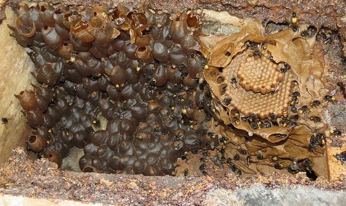 Ngobu Klanceng: Mengenal Lebah Madu Klanceng Trigona