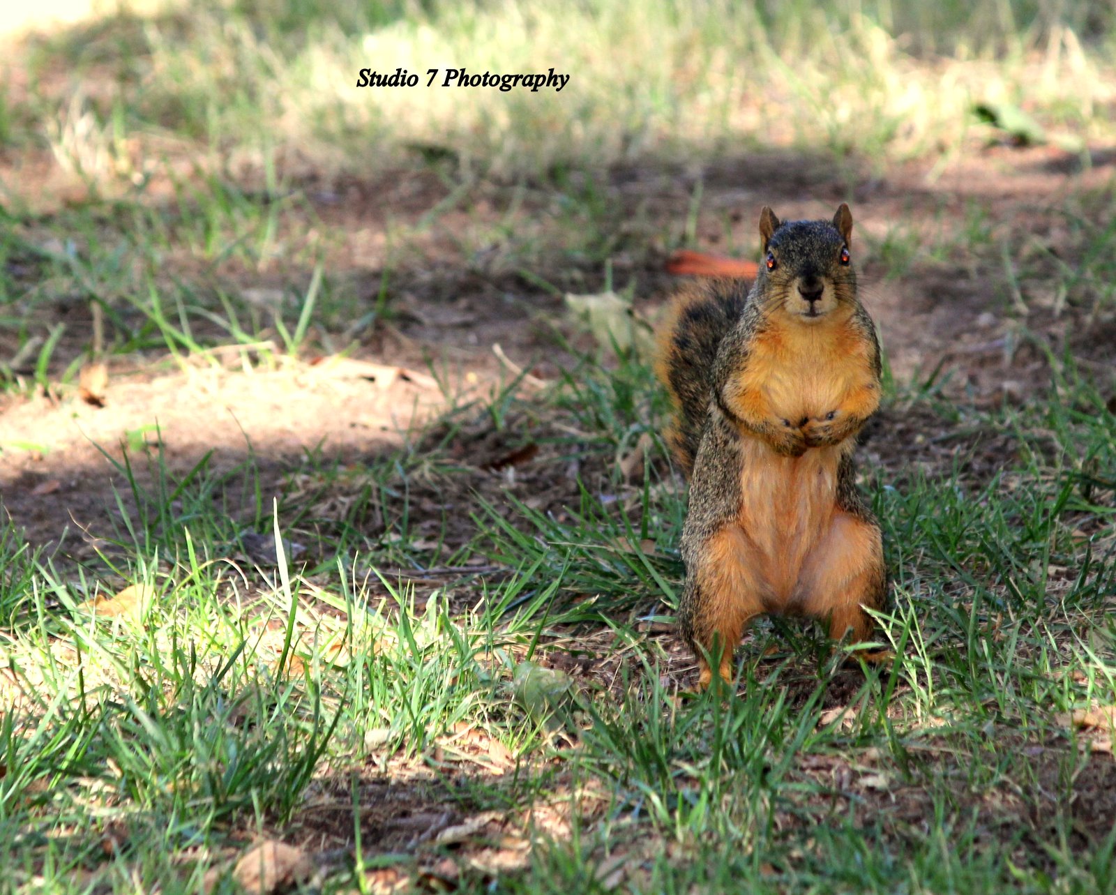 Studio 7 Photography: Check out this squirrels eyes "NOT EDITED"
