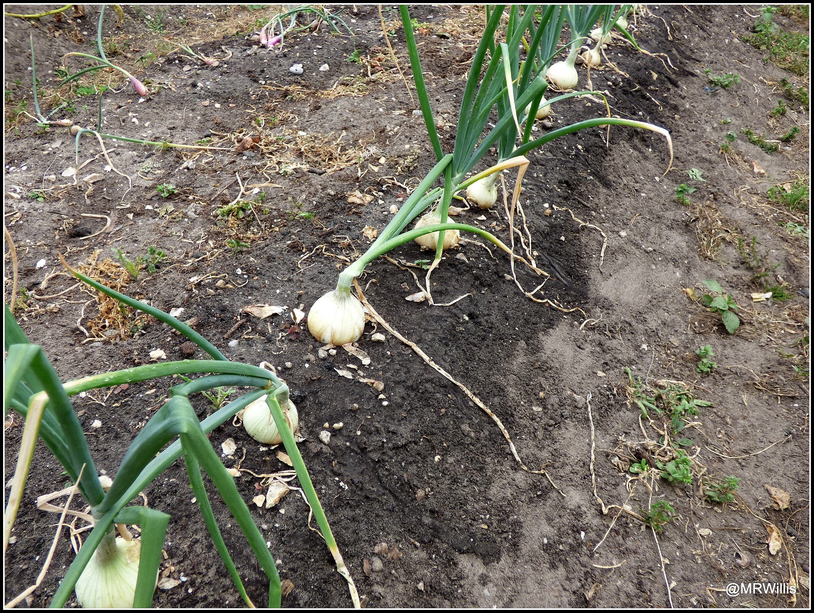 Mark's Veg Plot: Lifting onions (and potatoes)