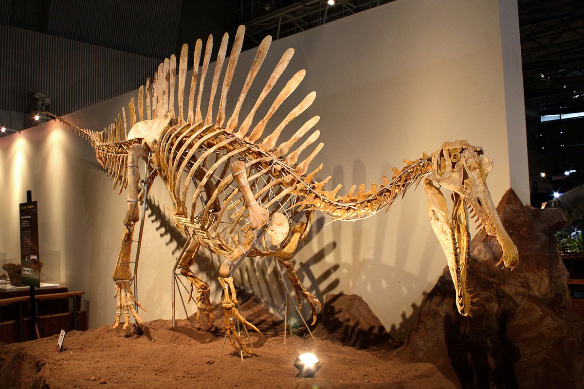 IlRegnodeiFossili: Lo Spinosaurus significa "rettile spinoso"