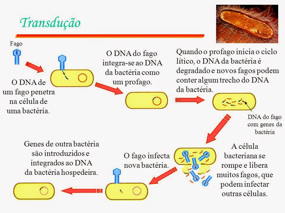 Blog de Biologia: Reino Monera