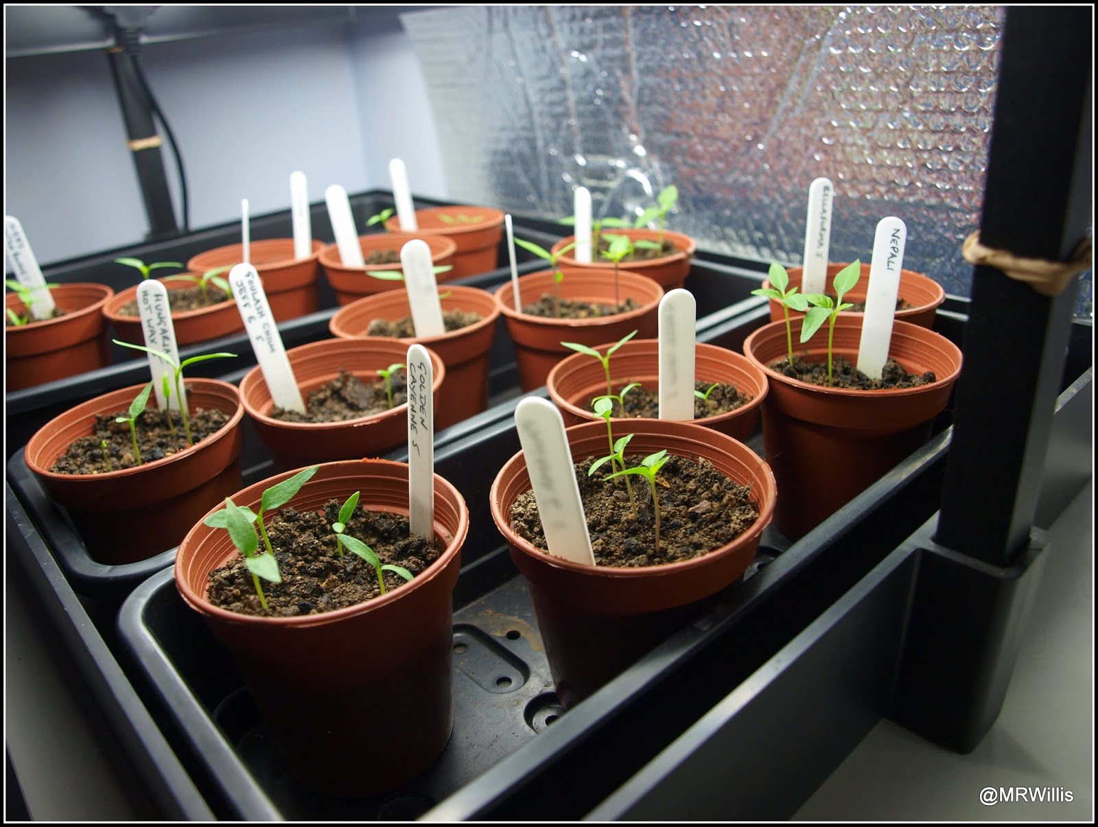 Mark's Veg Plot: Re-emerging