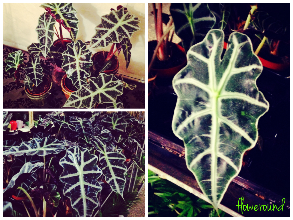 FLOWEROUND - certainly, for you.: Alocasia Or Your New Home Beauty ...