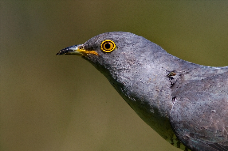 Natureza, Perfeição sem tamanho...