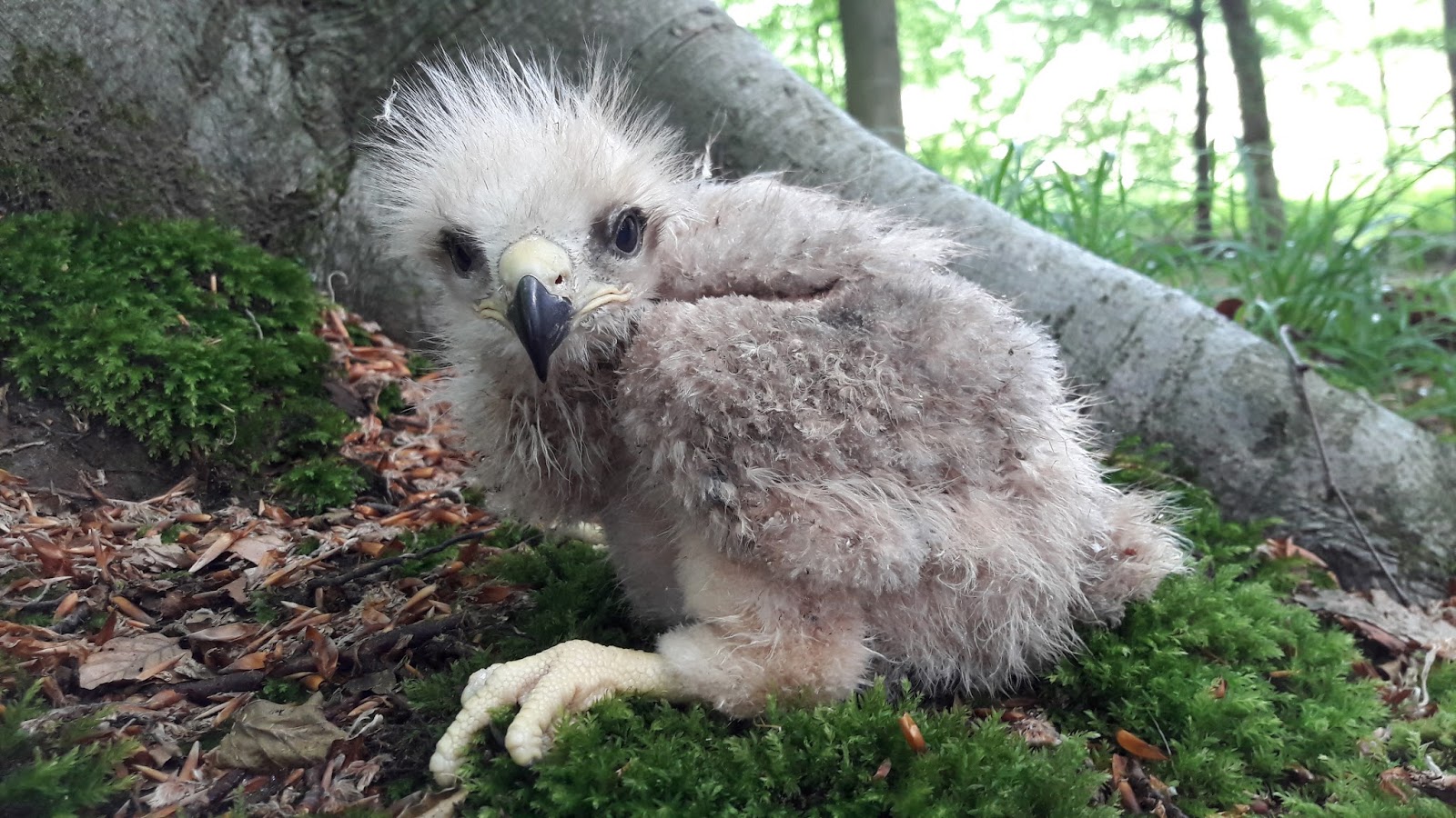 Rotmilan Freunde Lippe: Nesthäkchen