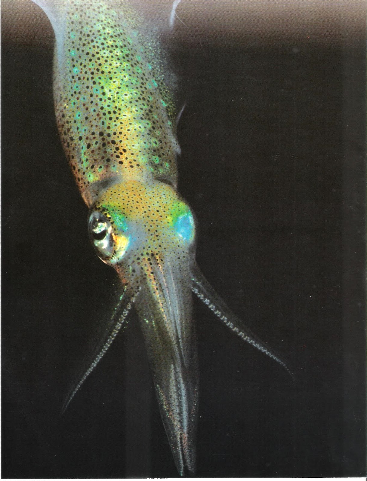 Zoológico Virtual do Koba: Lula da Califórnia