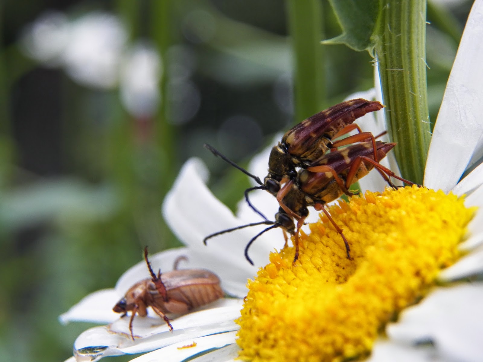 Connecticut Fly Angler: Bugs