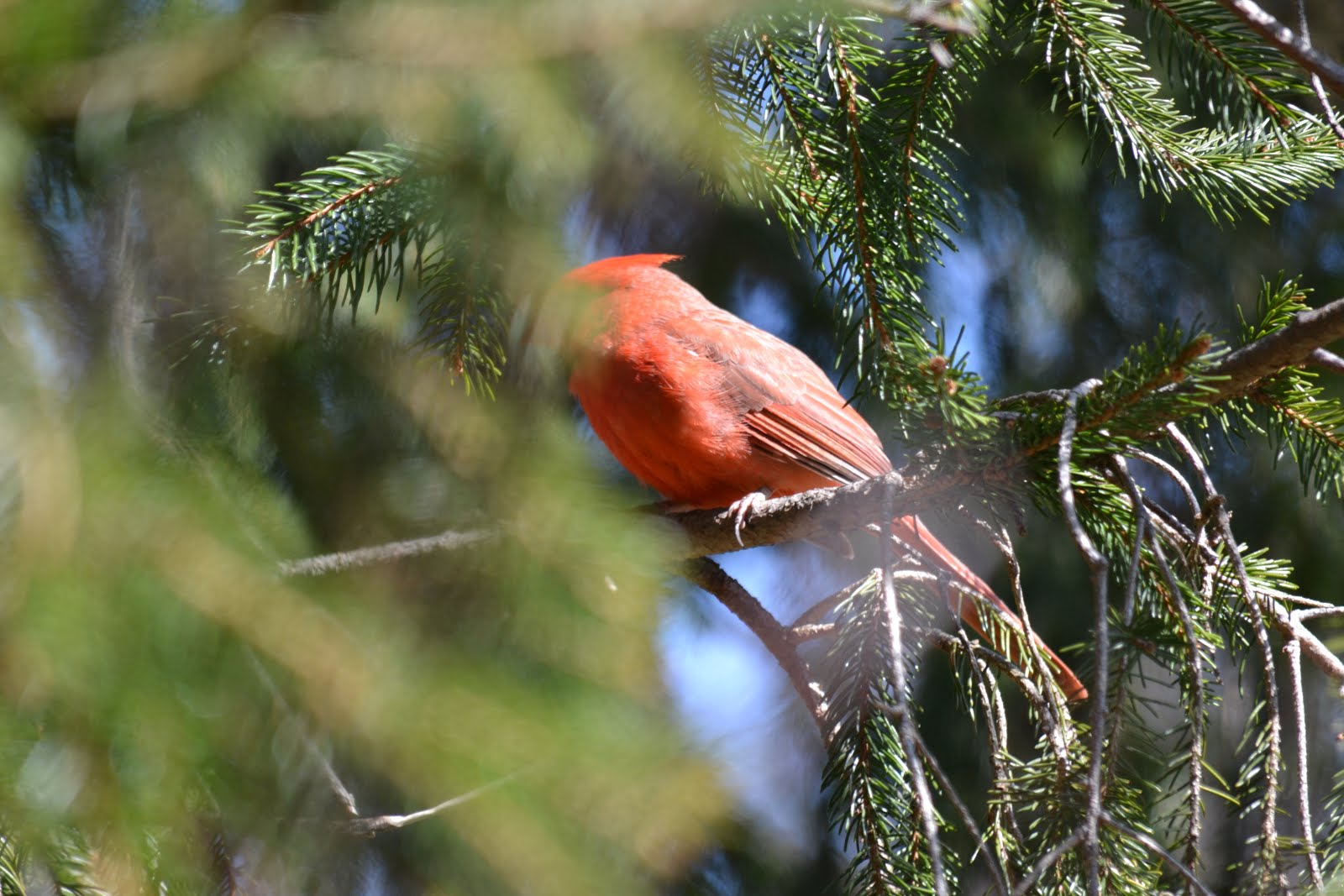 It's All About Purple: Mister Cardinal...