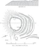 Sandy's Blog: Meikle Reive Iron Age Fort.