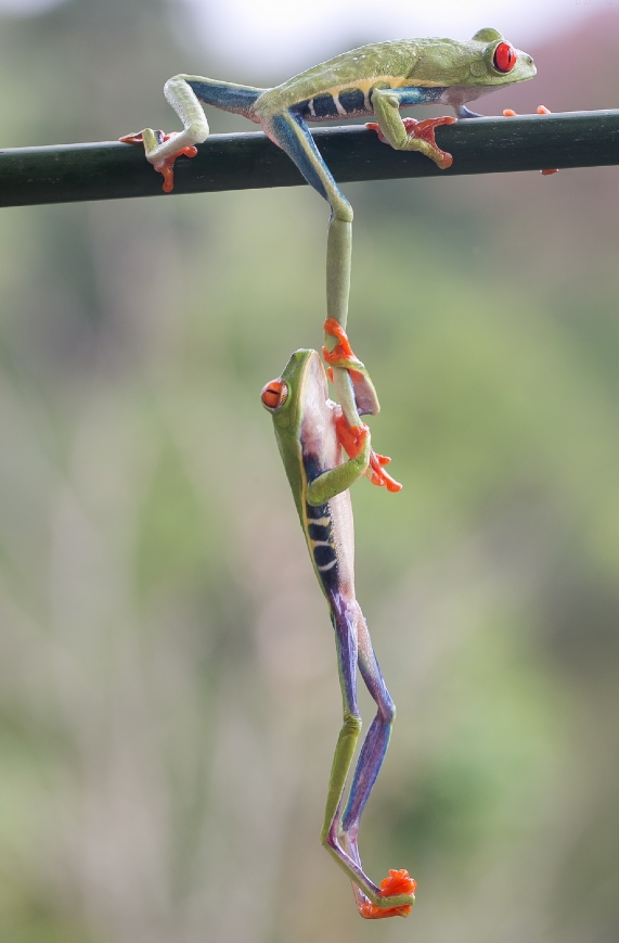 warchildPost: Frog's Odyssey