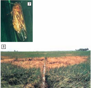 Mengenal Hama Wereng Coklat dan Pengendaliannya :: Skoci Kita