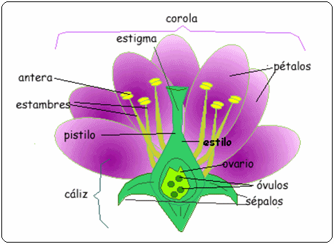 Leer y Aprender Juntos: Funciones morfológicas y tipos de flores ...
