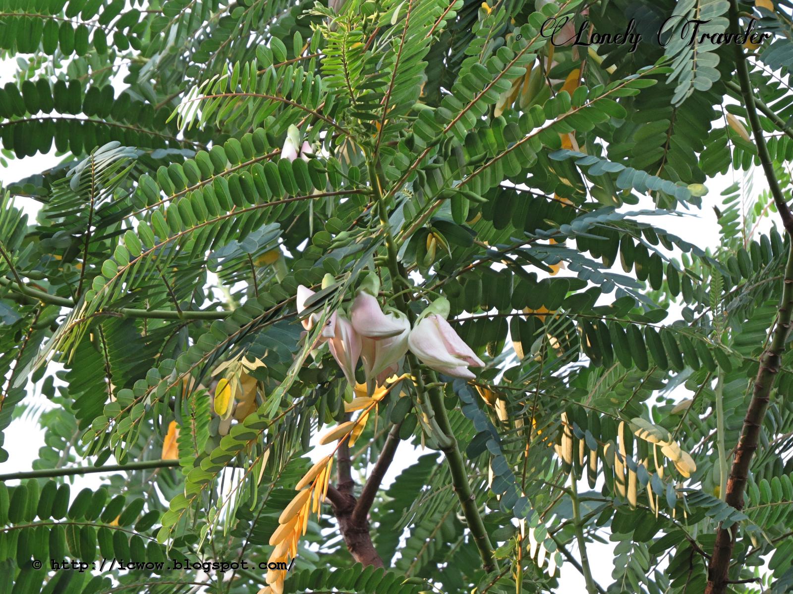 Bok Ful (বক ফুল) - Sesbania grandiflora