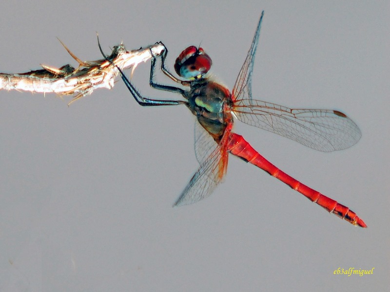 Miguel fotografia: Libélula roja (Sympetrum sanguineum)