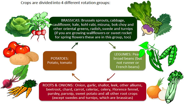 Amy And Brian's Clever Allotment: Crop Rotation... Easier Than You Think!
