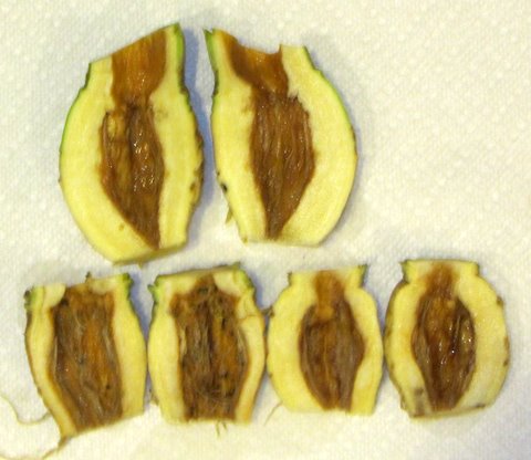 Blog of an Ancient Gardener: Sherlock Gardener: Case of the Hollow Turnips