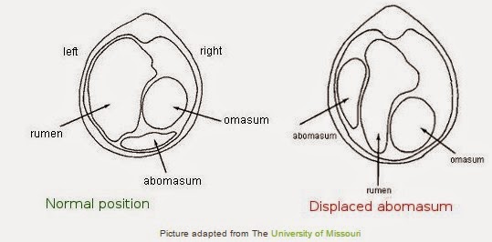 Adventures in Abscesses (And Other Maladies): Life and Death